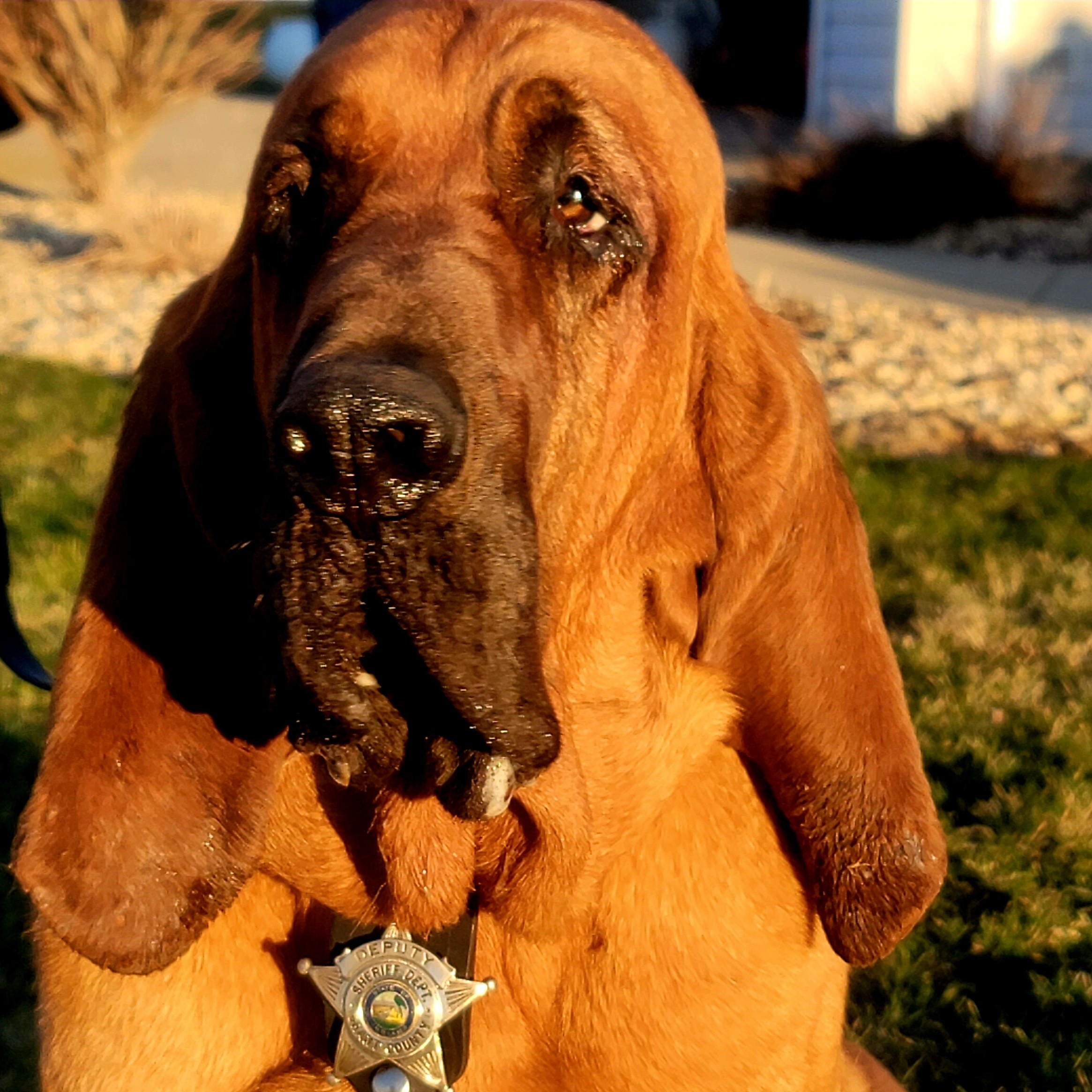 Grant County: Grant County Sheriff's Office: K9 Program