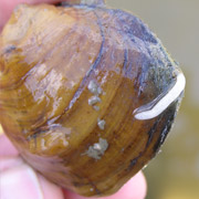 Fish and Wildlife: Freshwater Mussels