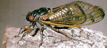 DNR: Entomology: Periodical Cicada
