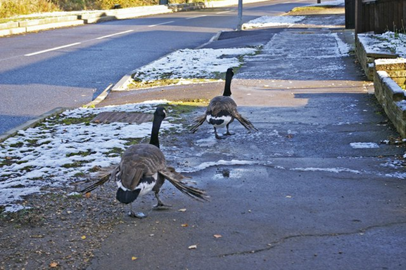 DNR: Fish & Wildlife: Angel Wing Syndrome