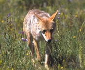 DNR: Fish & Wildlife: Trapping