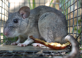 DNR: Allegheny Woodrat