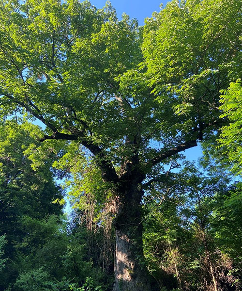 DNR: Forestry: How to Take Photos for Big Tree Nominations