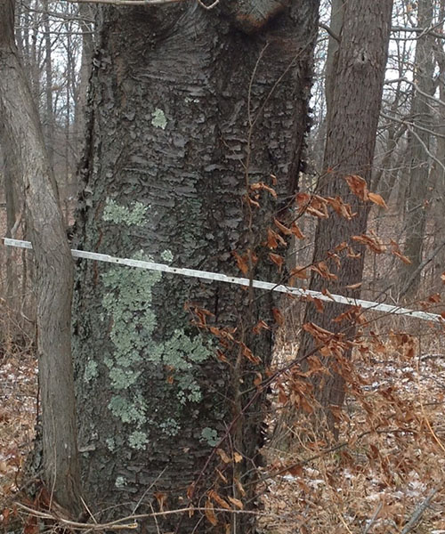 DNR: Forestry: How to Take Photos for Big Tree Nominations