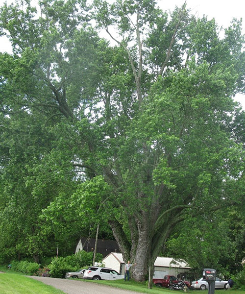DNR: Forestry: How to Take Photos for Big Tree Nominations
