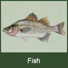 DNR: Invasive Species