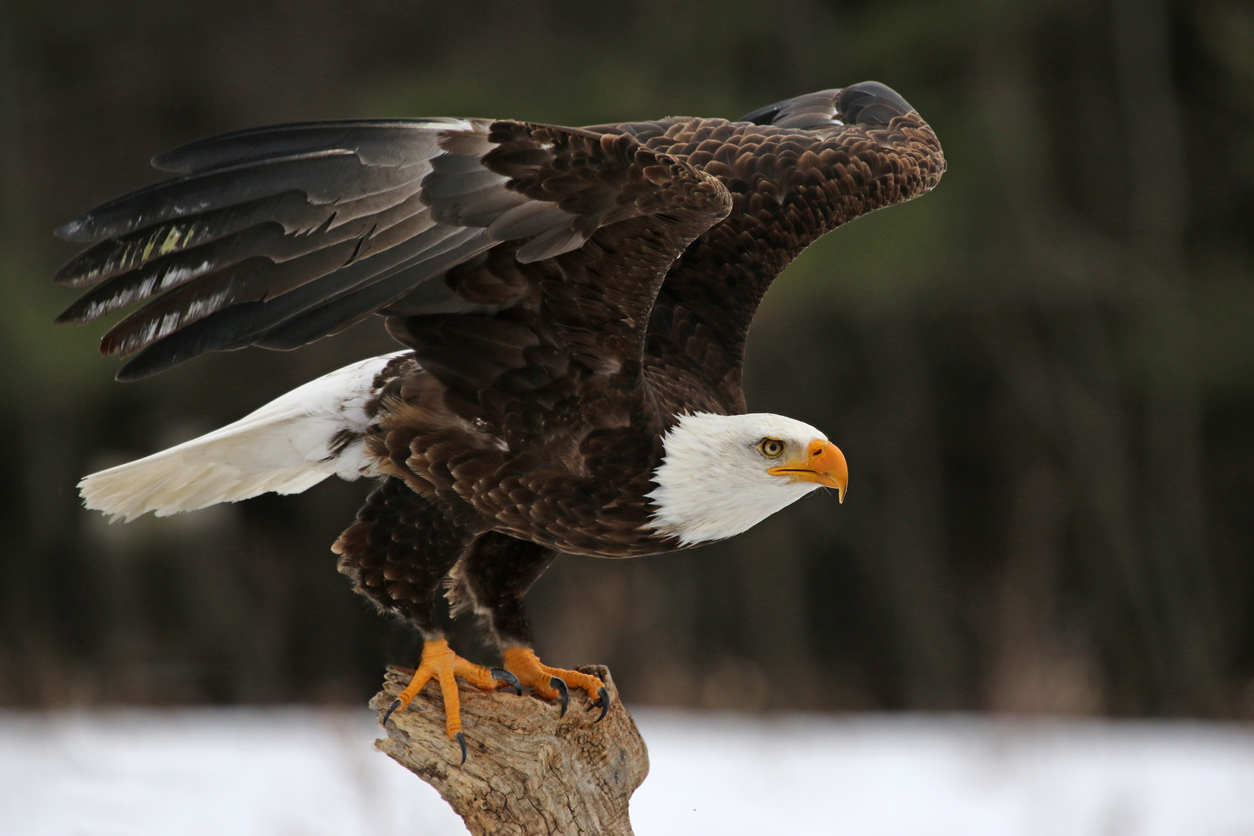DNR: DNR Kids Learning & Activities: Birds