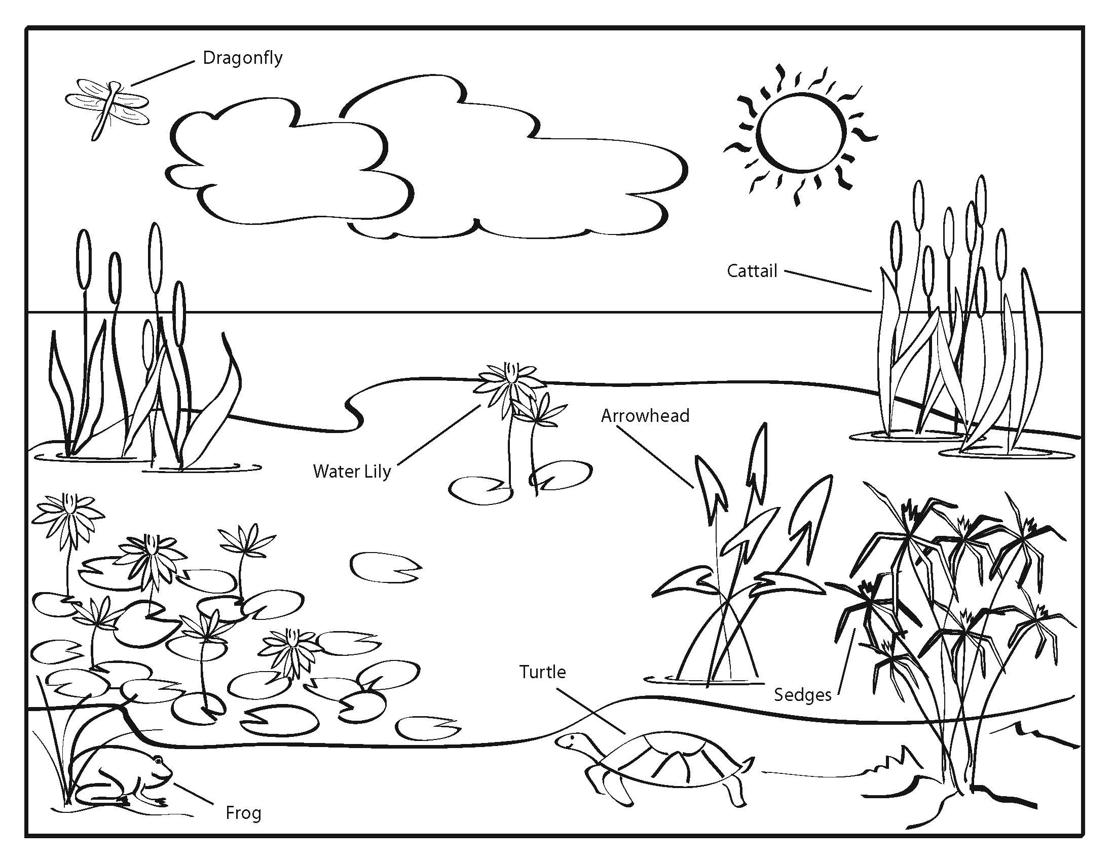 coloring pages of wetland habitat for kids