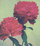 Eric Holcomb: What is the Indiana State Flower